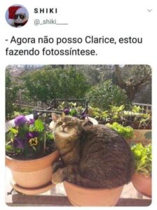 50 Memes Engraçados para Rir com Imagens e Frases Sarcasticas